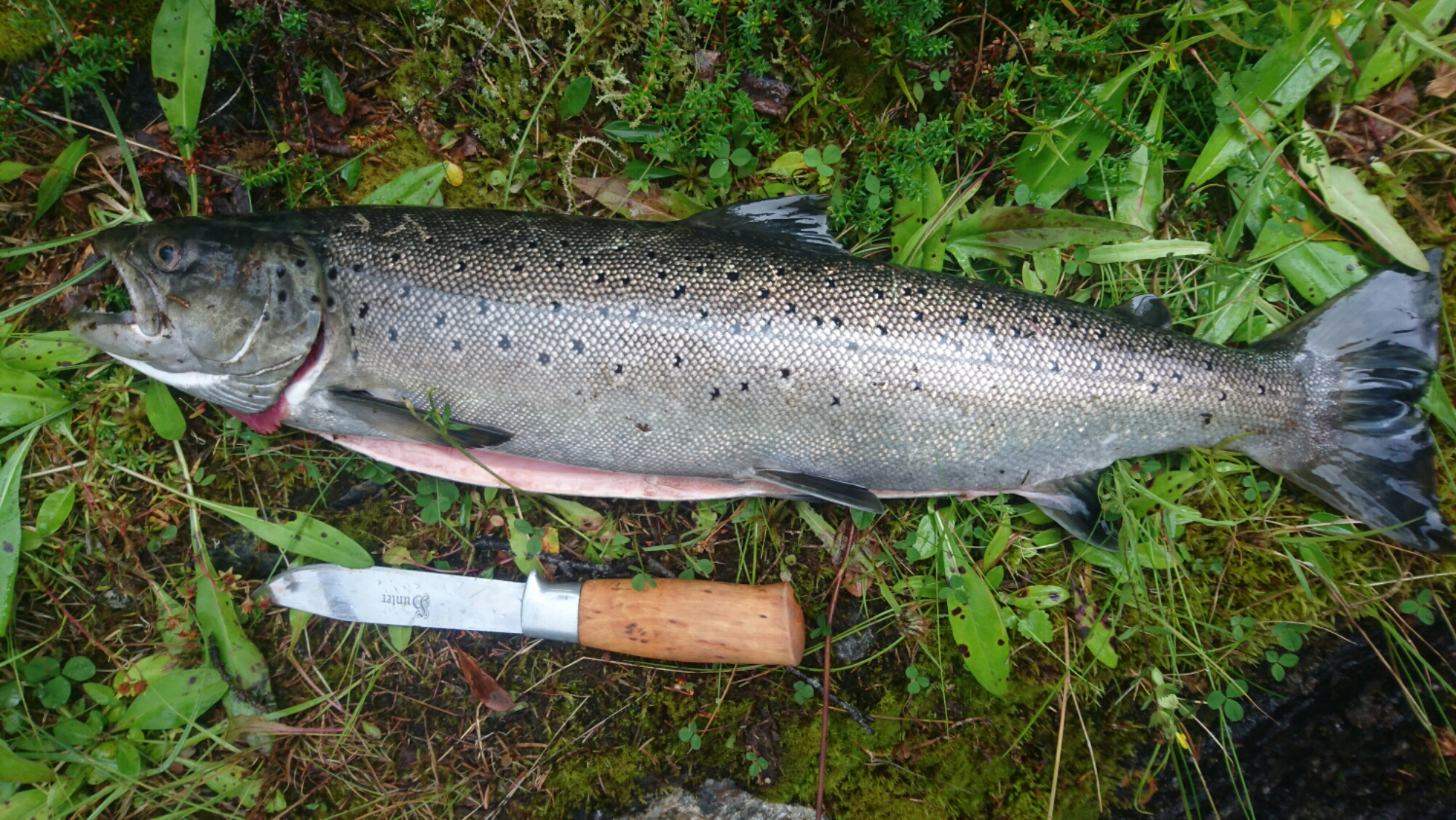 Lakse-fiske Kongsmoelva – spetsjakt