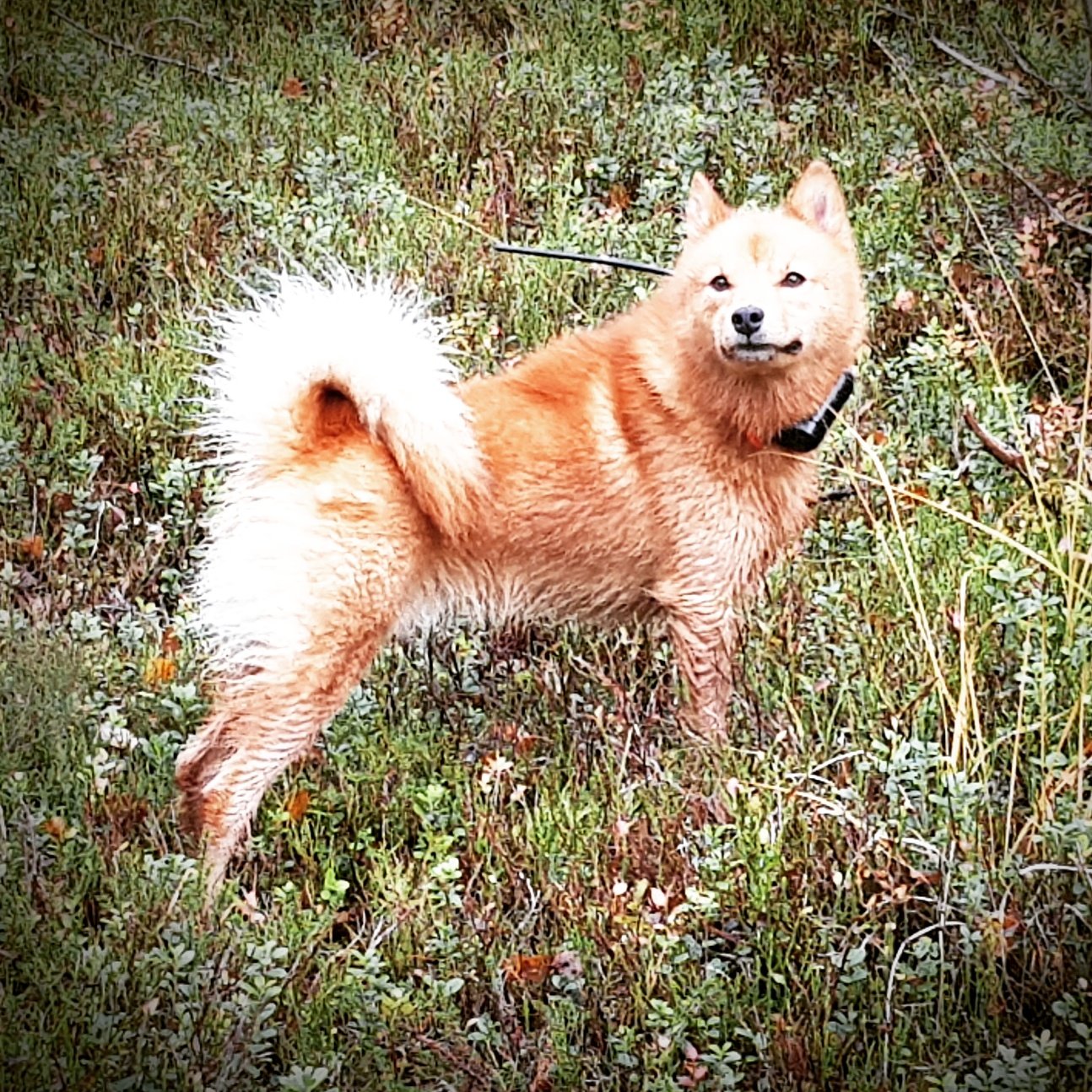 Avl finsk spets – spetsjakt